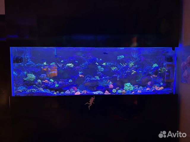 Живые камни для морского аквариума