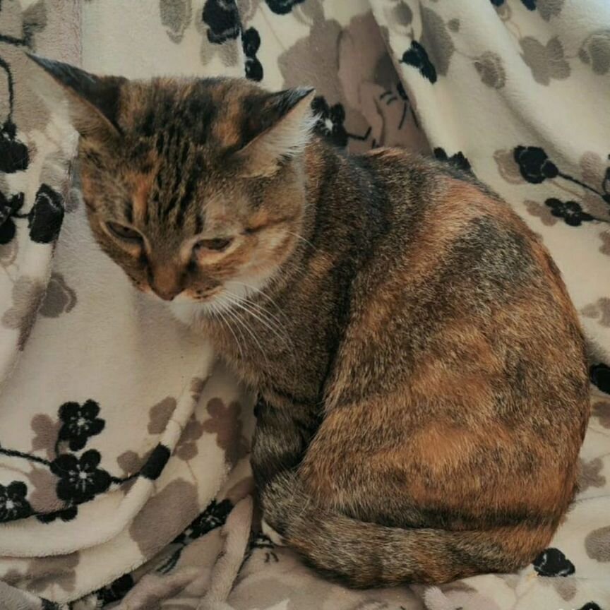 Ариша в поисках семьи