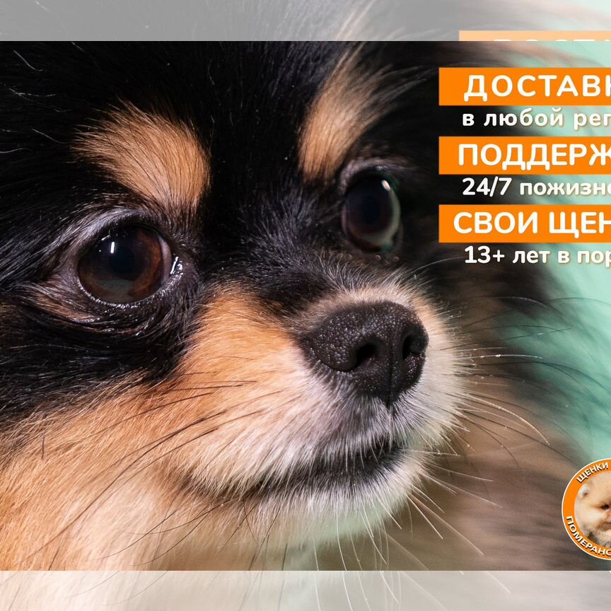 Померанский шпиц