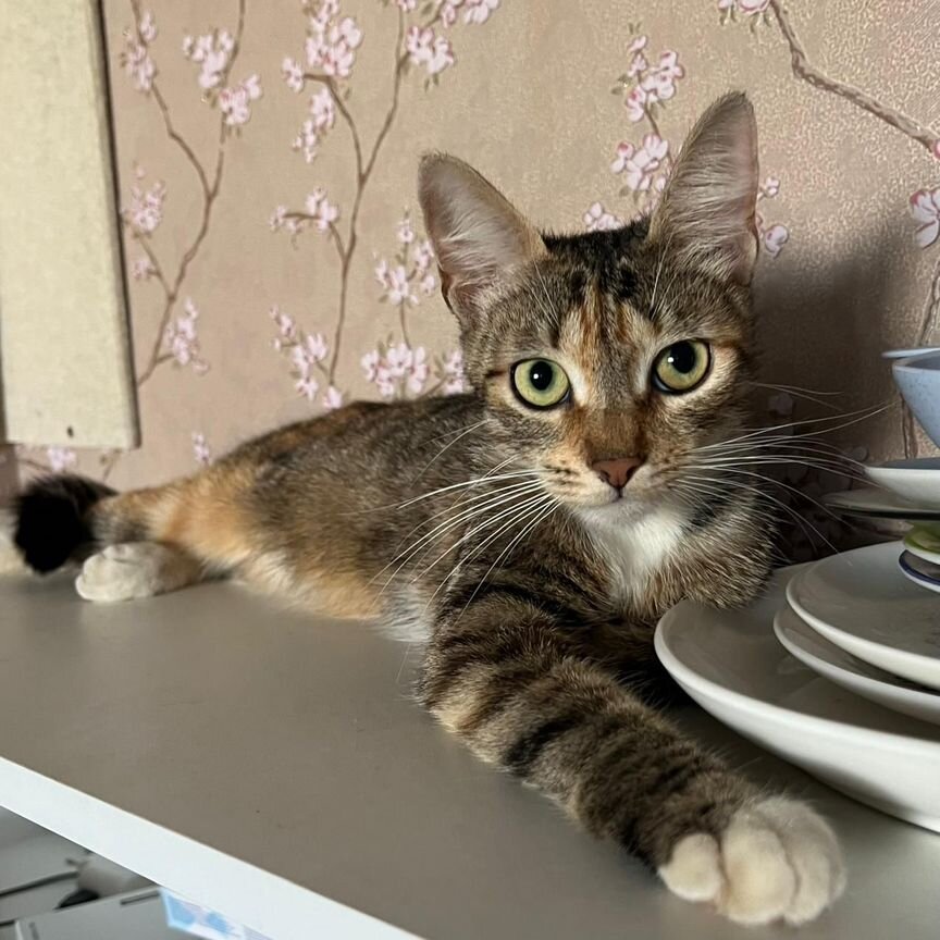 Котенок 9 мес