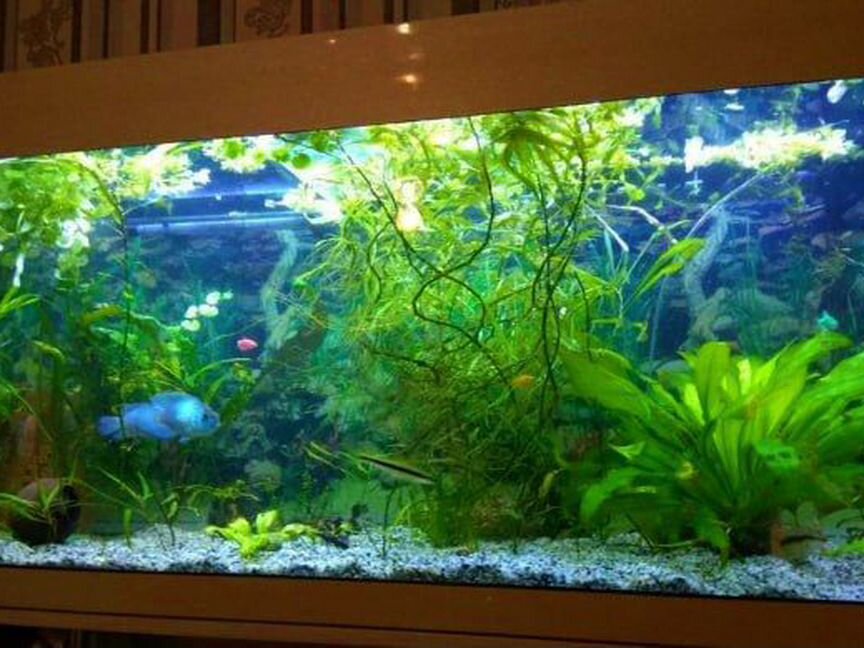 Аквариум для рыбак