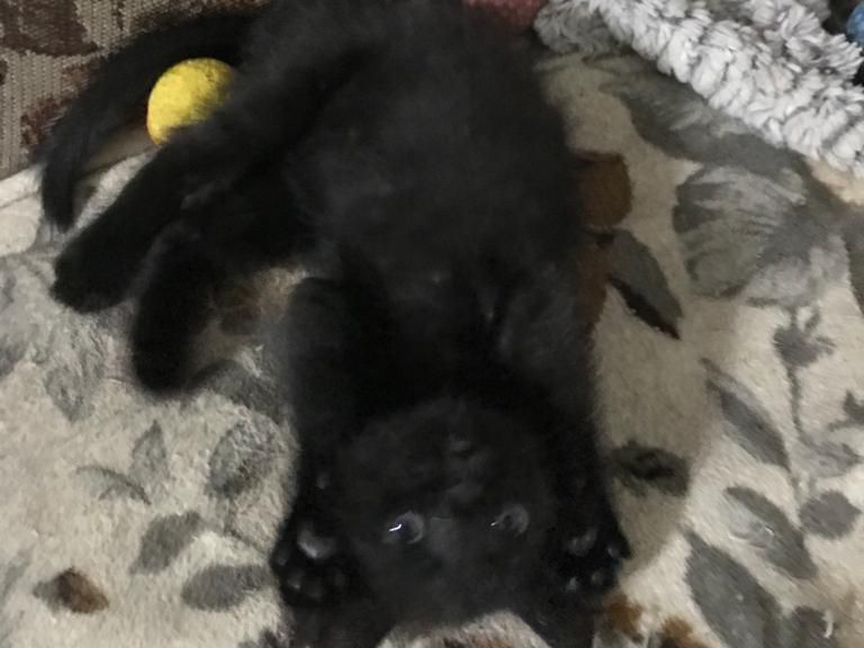 Котенок Уголек
