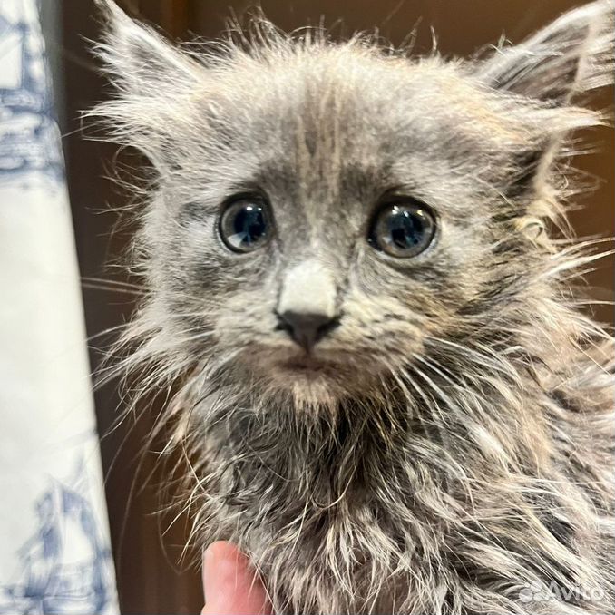 Пушистик Серж ищет дом