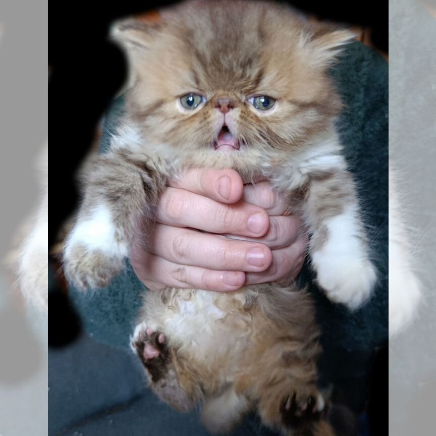 Персидский котёнок