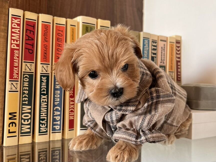 Мальтипу f1 mini девочка baby face