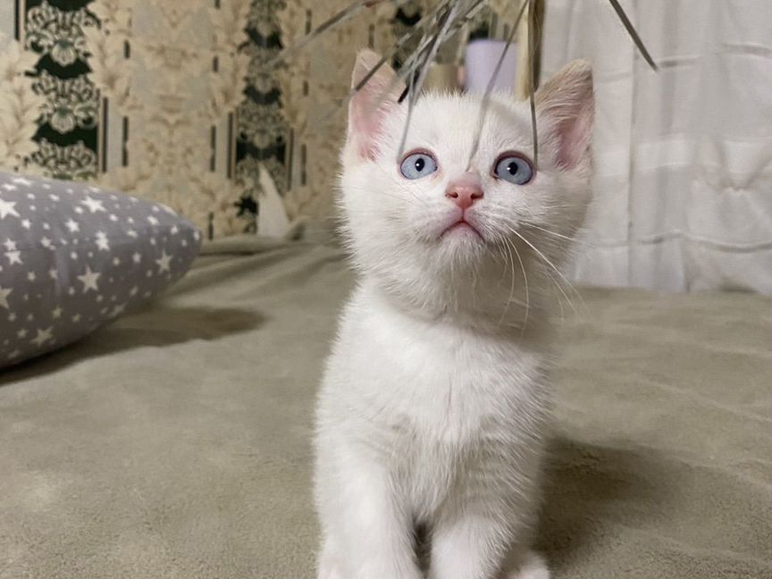 Красивые котята