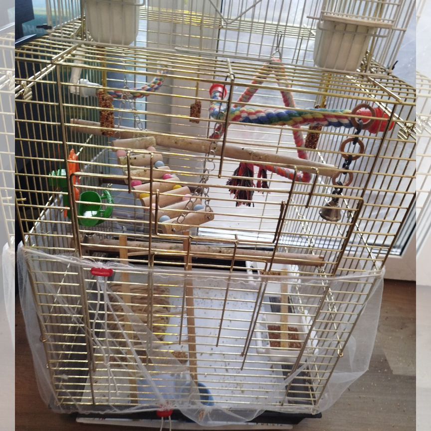 Волнистый попугай с клеткой