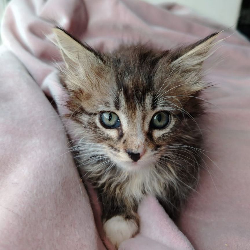 Котенок 2 мес
