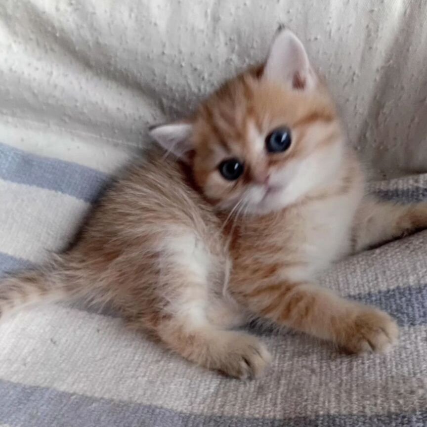 Шотландский прямоухий короткошёрстный котёнок