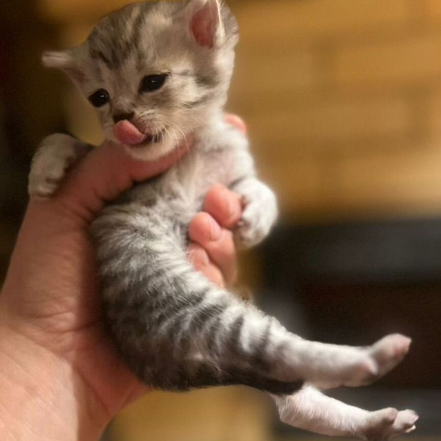 Британские котята
