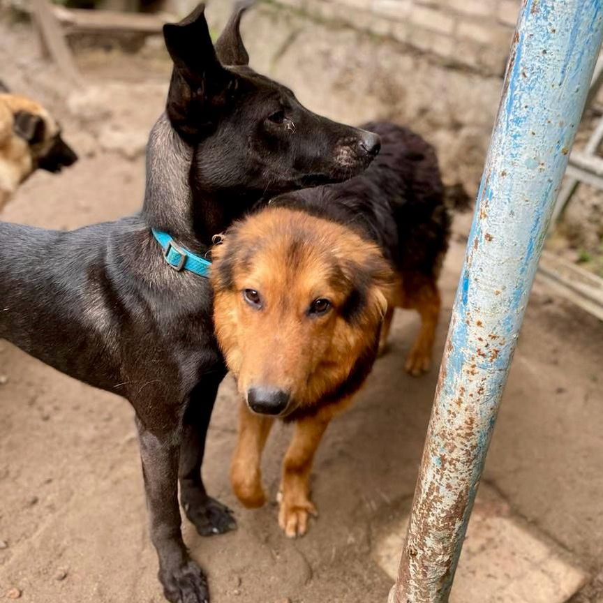 Ярко-коричневый песик Сларк в дар