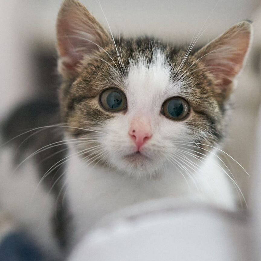 Европейский короткошёрстный котёнок