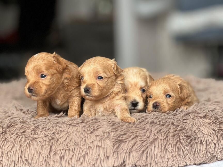 Малыши Мальтипу F1 mini, бронь