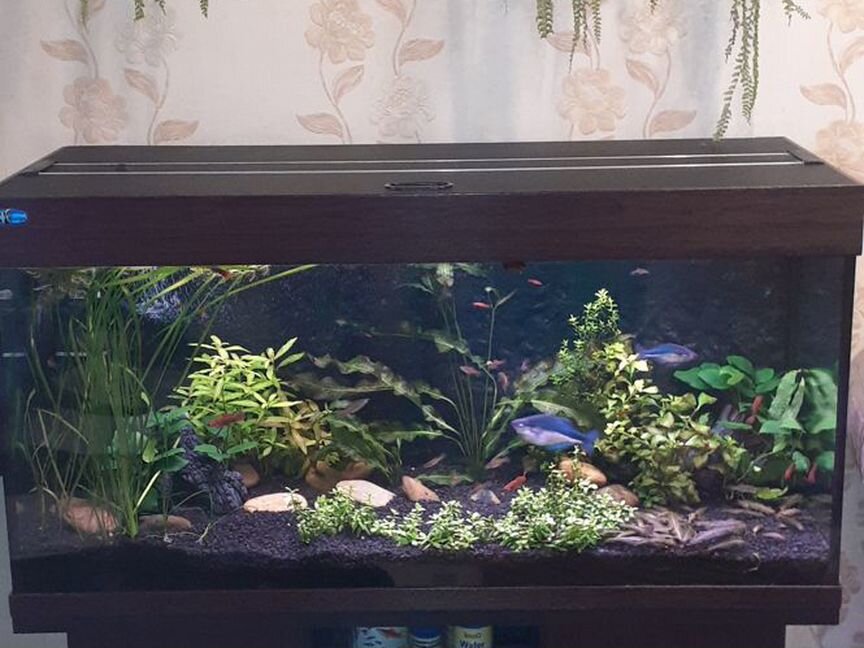Аквариум на 200 литров
