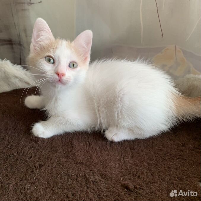 Котенок Бэлла