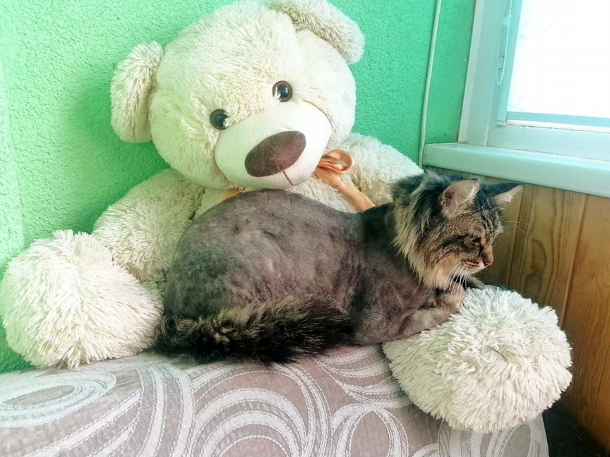 Котик в поисках дома