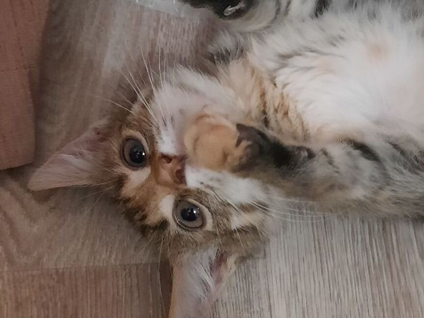 Котёнок с приданным