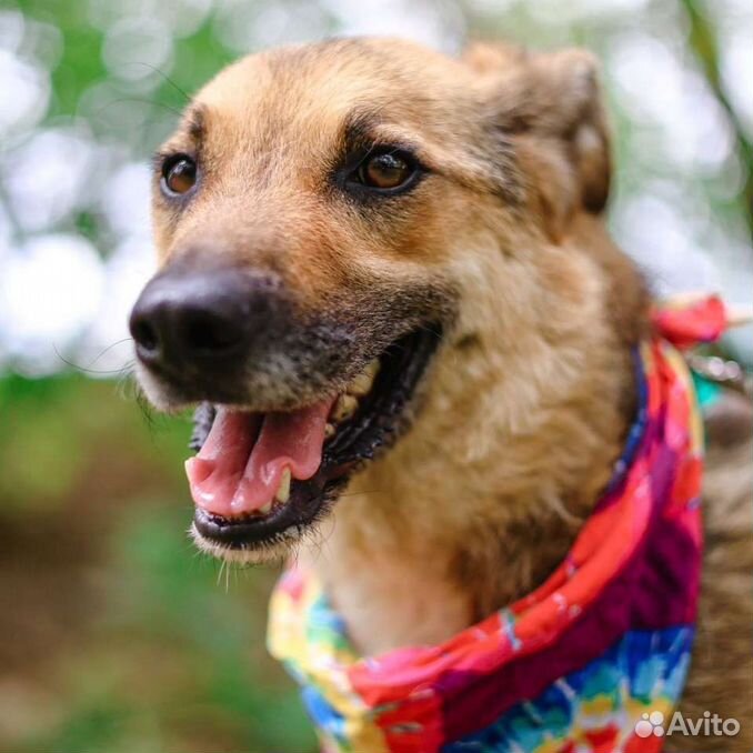 Собака Лакки в добрые руки