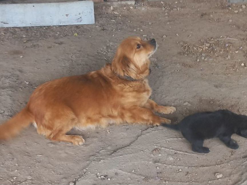 Маленькая собака