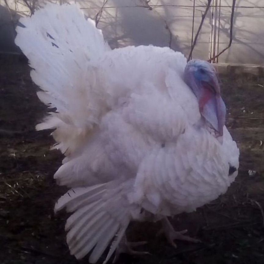 Индюк 15 кг и индюшка на племя