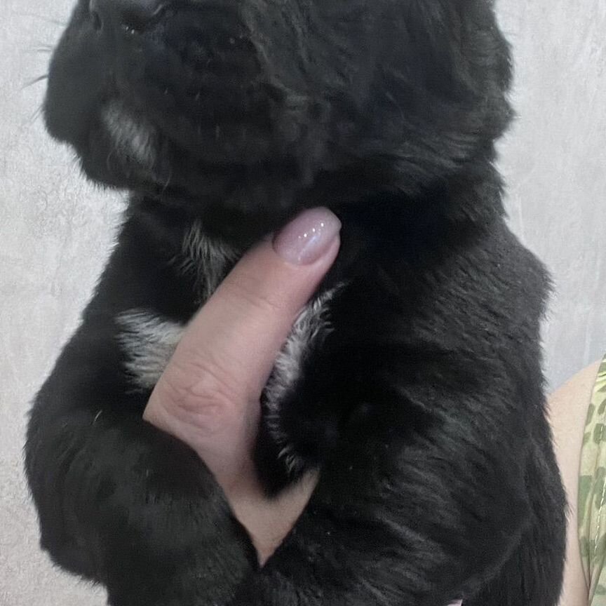 Среднеащиатская овчарка, щенки, черный алабай,сао