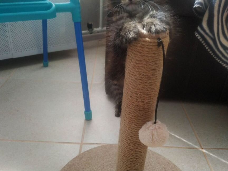 Котенок 1.5 месяца