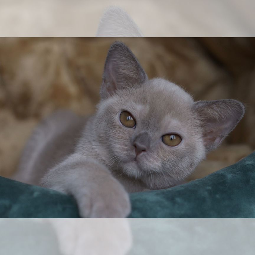 Европейский бурманский котёнок