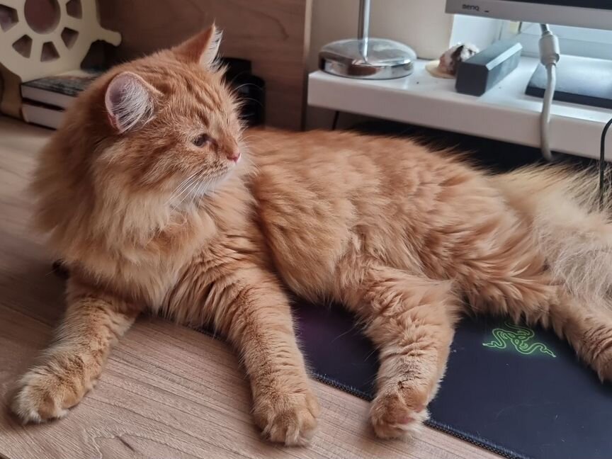 Рыжая кошка вязка