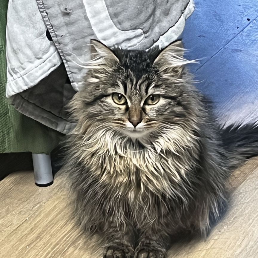 Взрослая, Девочка кошка в добрые руки