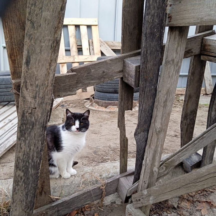 Пристраивается в добрые руки