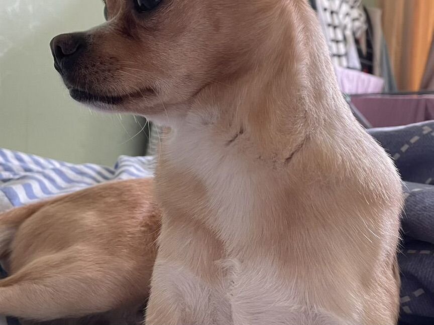 Вязка кобель чихуахуа