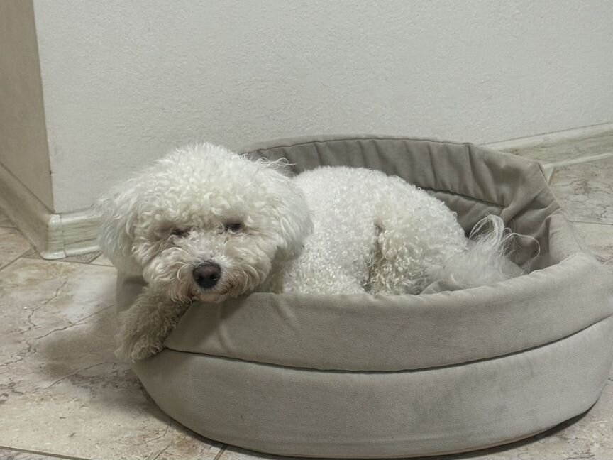 Бишон фризе