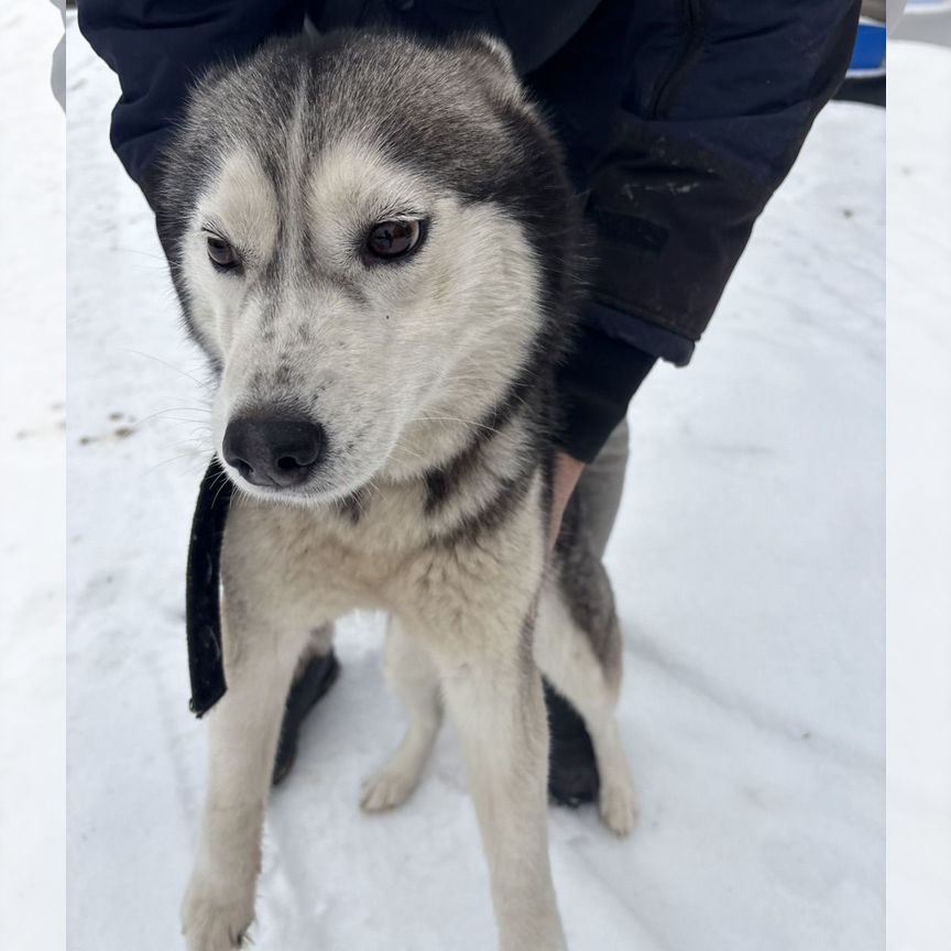 Сибирский хаски, щенок