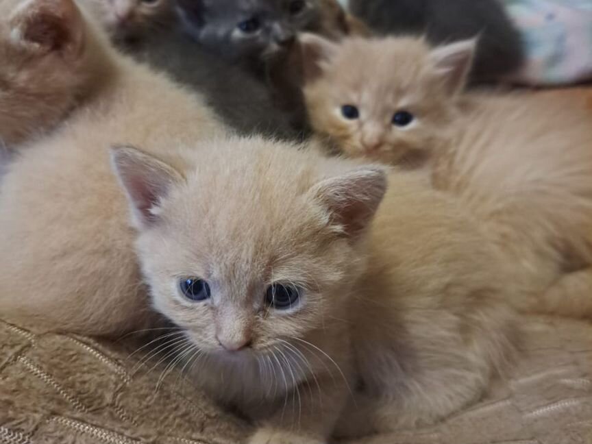 Отдам в хорошие руки маленьких котят