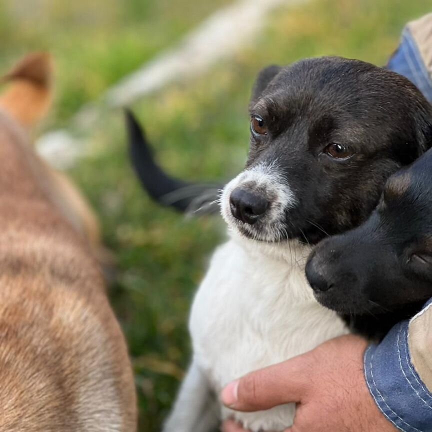 Взрослая собака в добрые руки