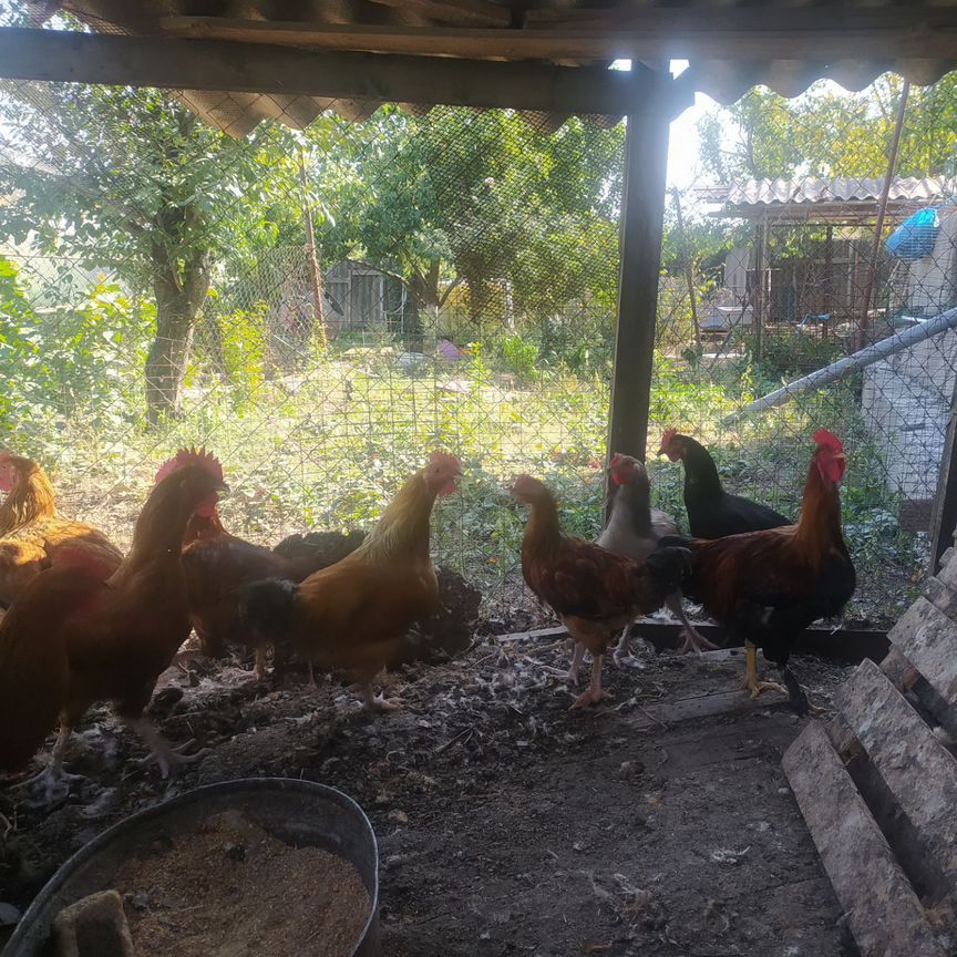 Молодые петухи