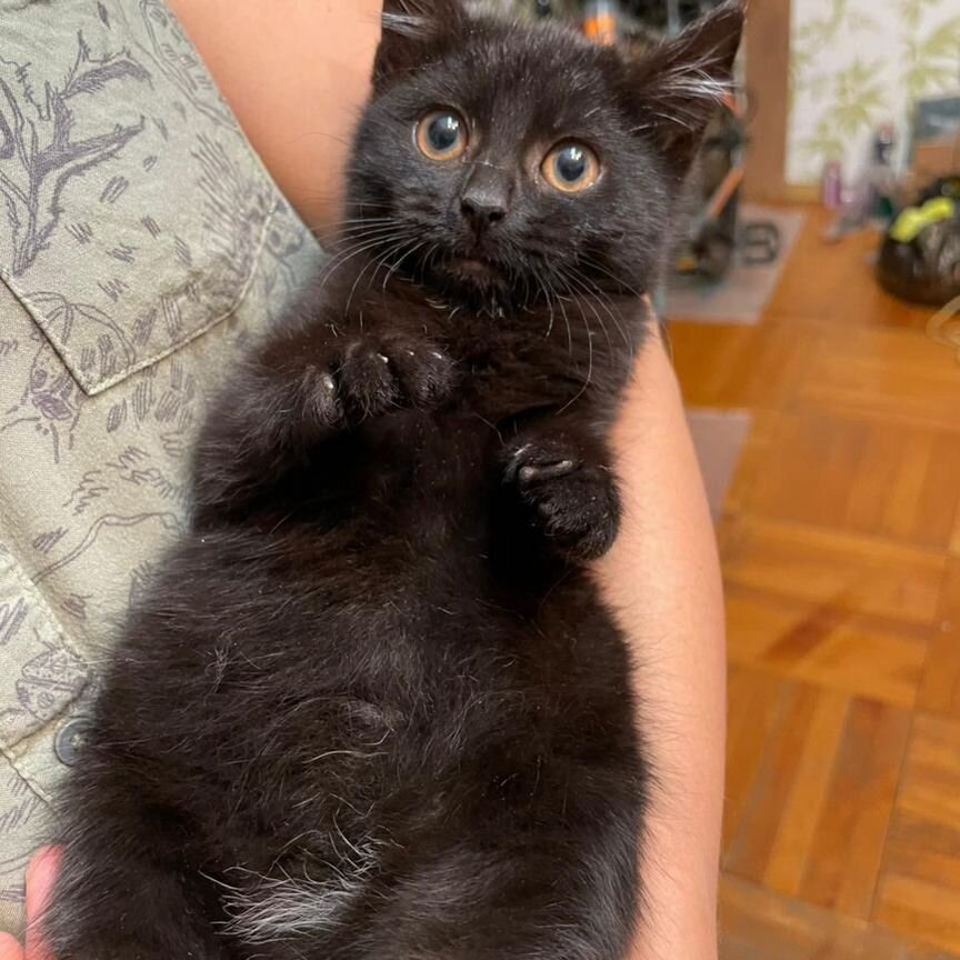 Котенок девочка 2,5 месяца