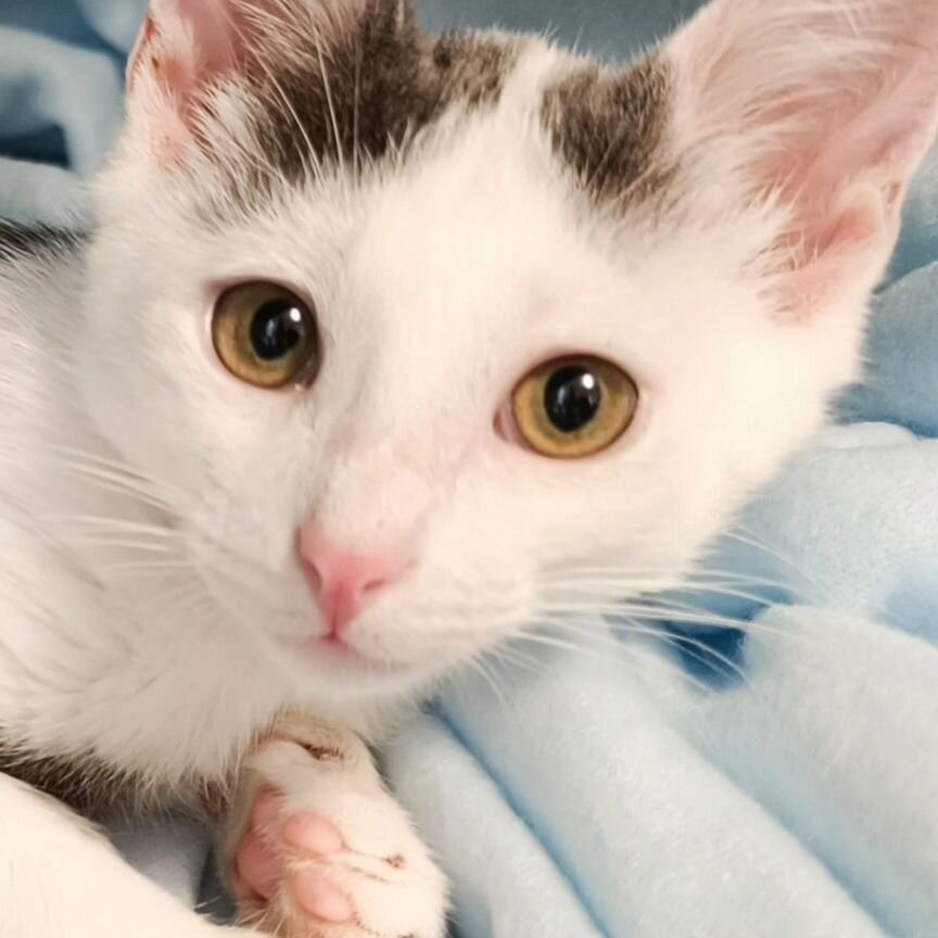 Малыш Ларри ищет дом