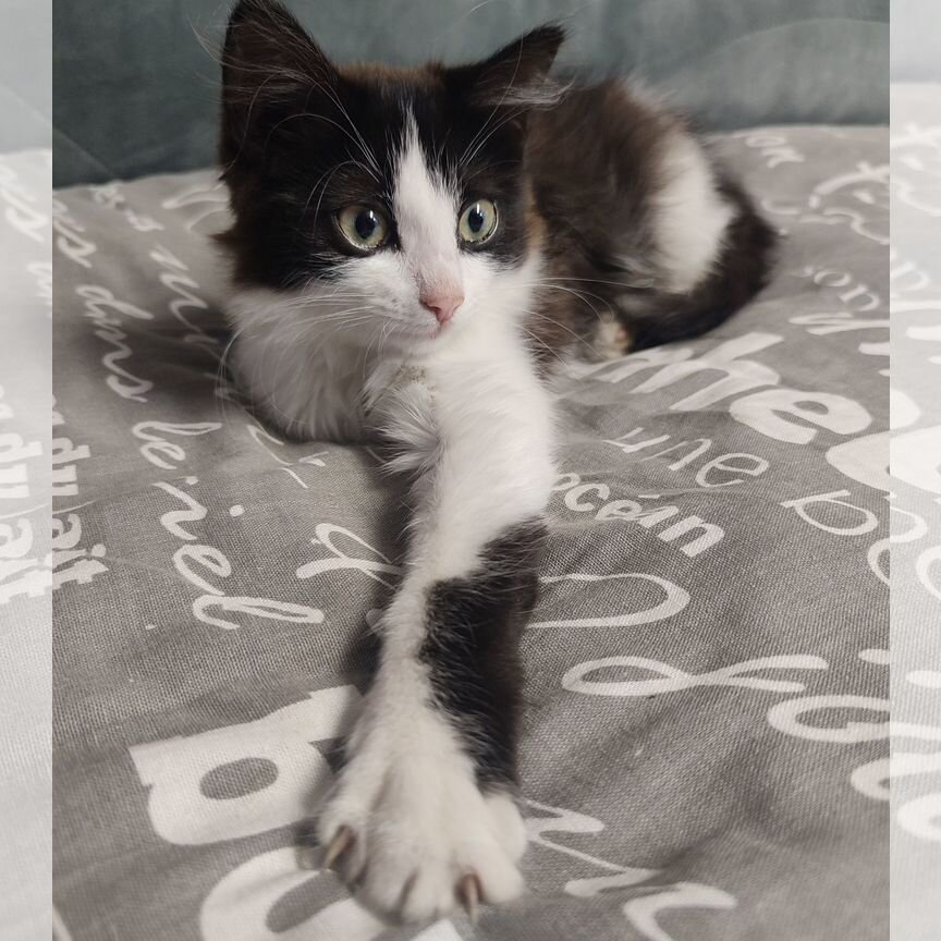 Котëнка в добрые руки