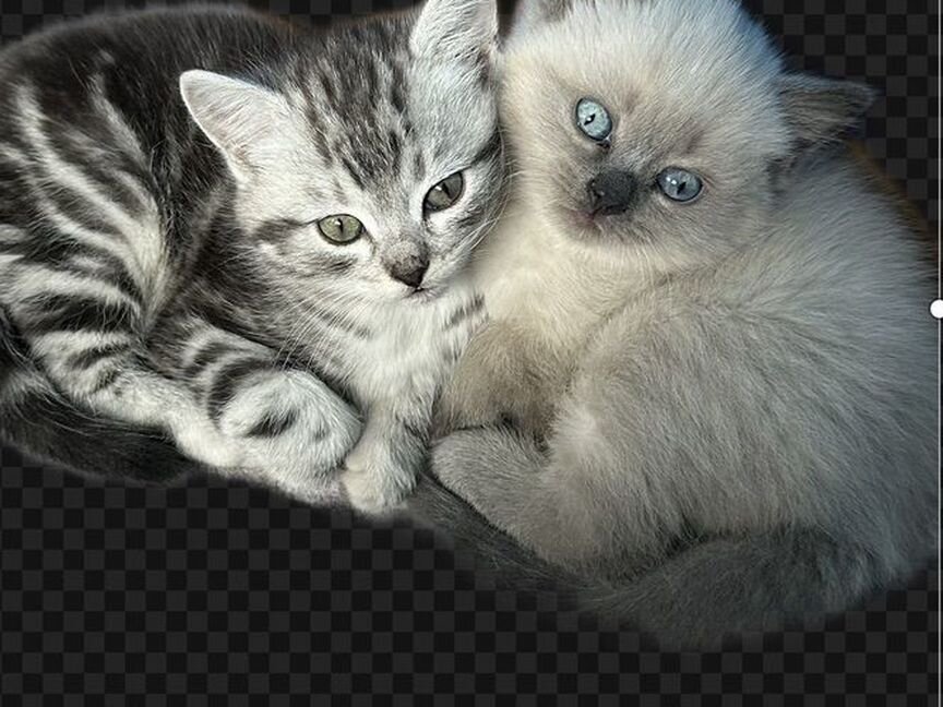 Британские котята