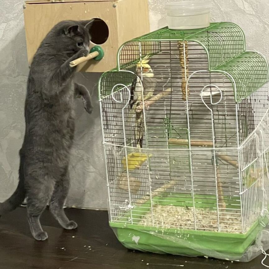 Русский голубой котёнок