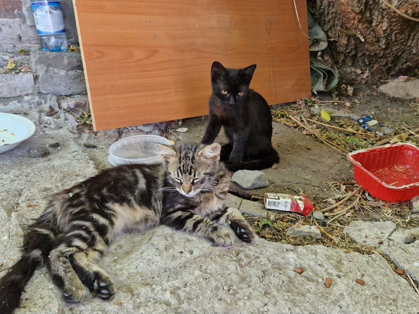 Хвостики- пушистики, как в мультике