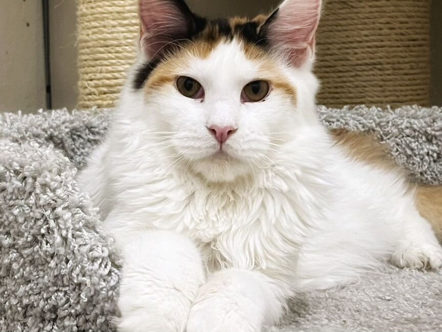 Мейн кун Дольче Вита