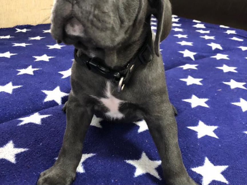 Щенки кане Корсо