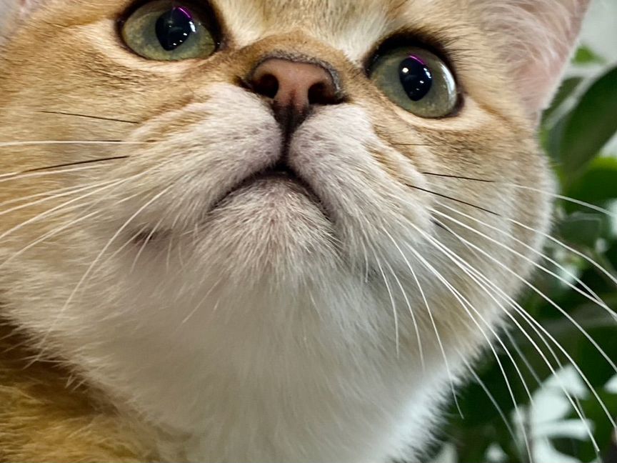 Шотландский котенок золотая шиншилла страйт