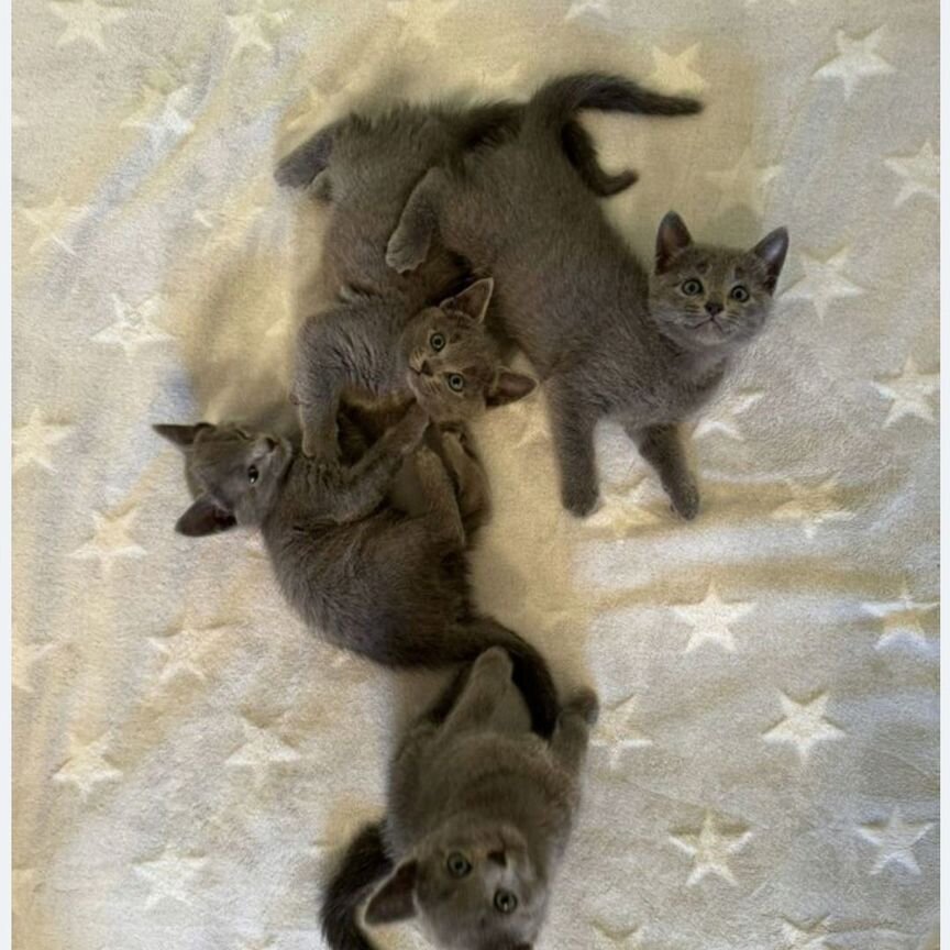 Котятки русская голубая