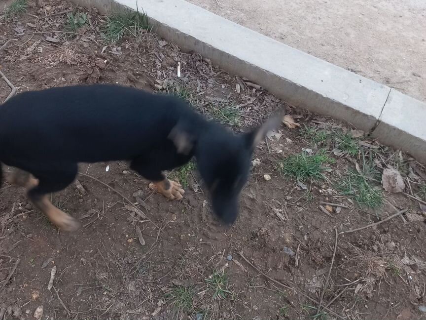 Отдам в добрые руки шенка