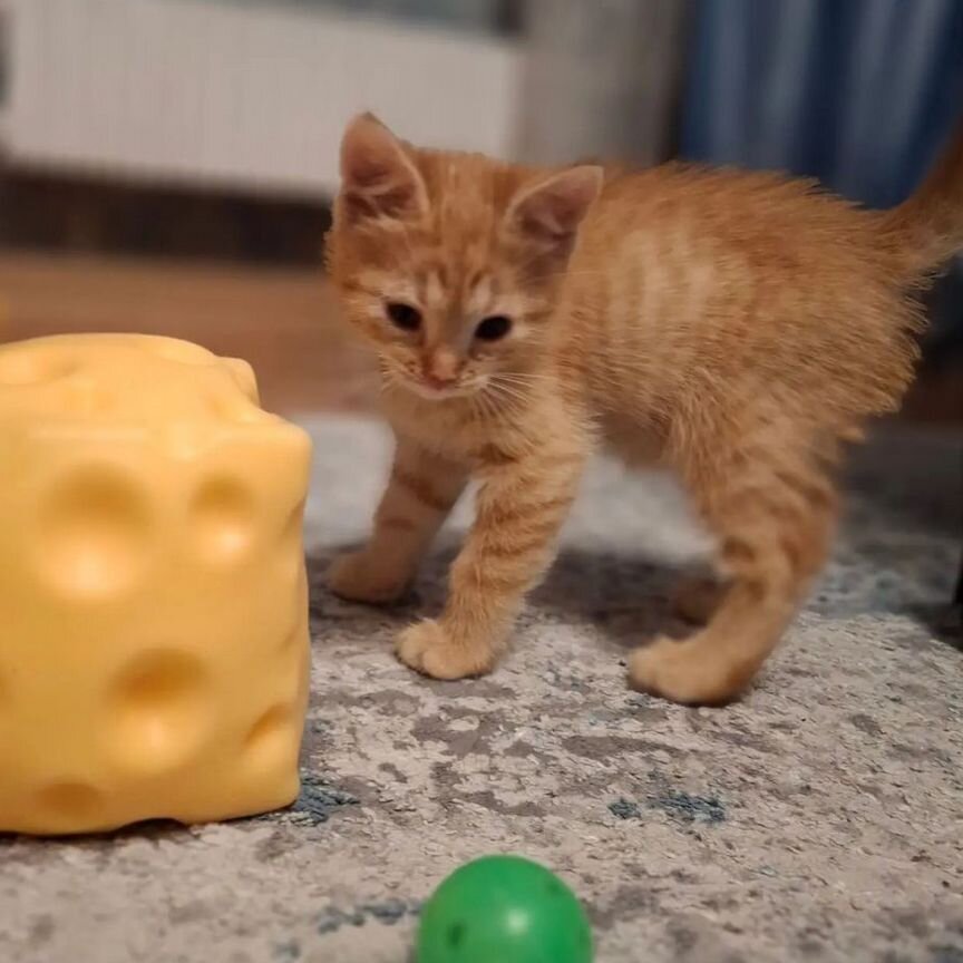 Котёнок в добрые руки