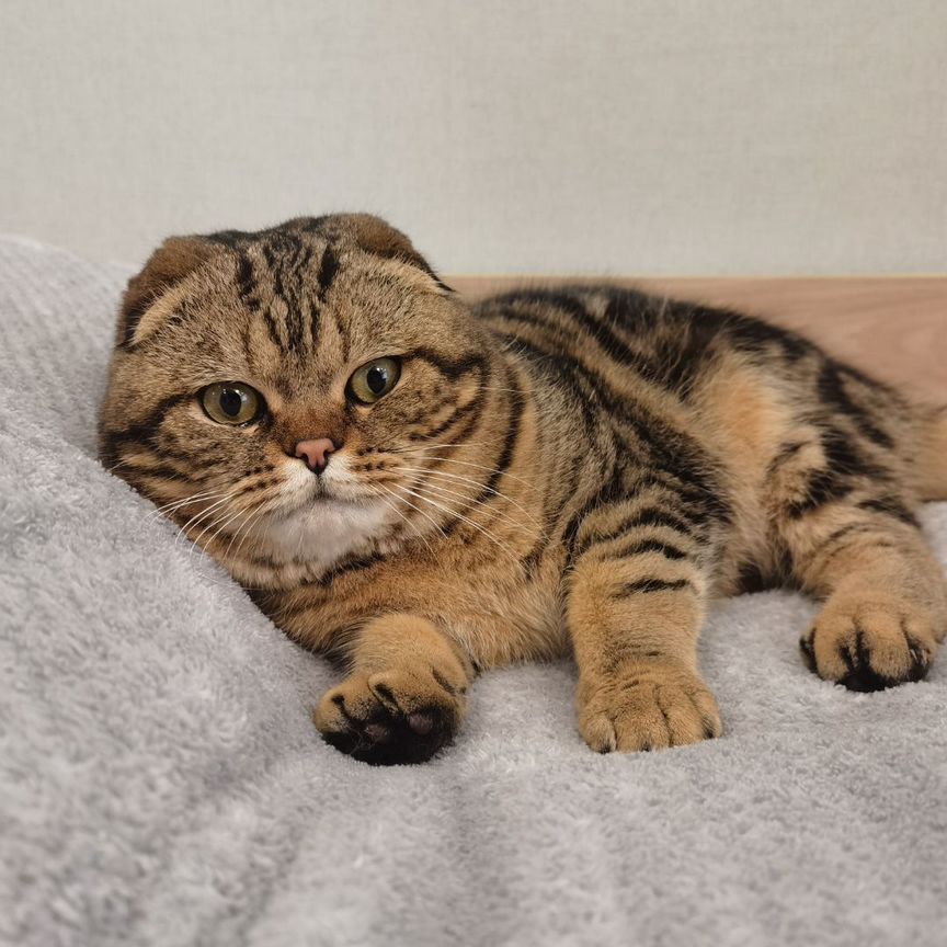 Шотландский кот вязка