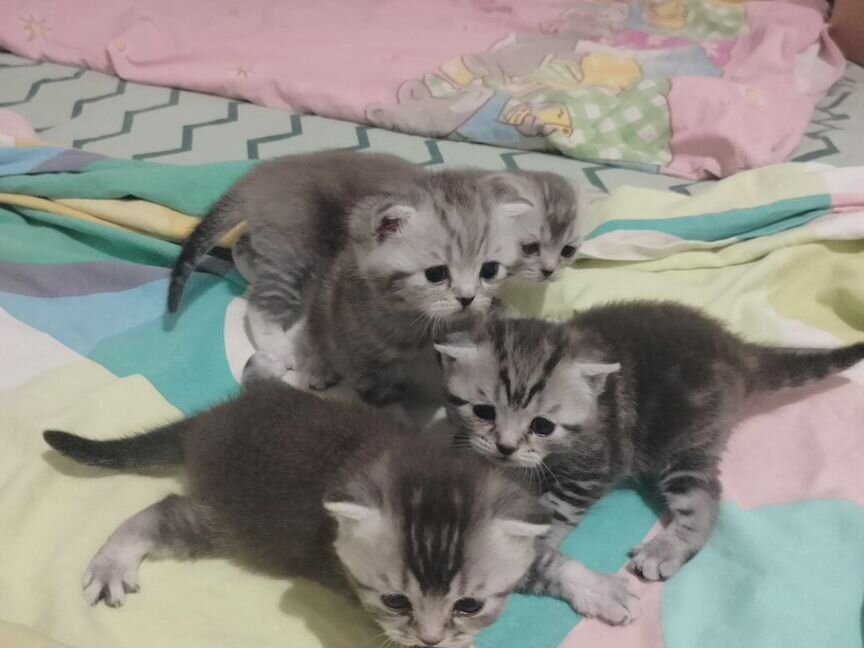 Продам шотландских котят